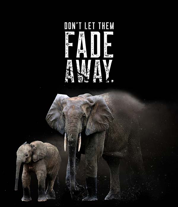 Reel Wild Donation Page WCS