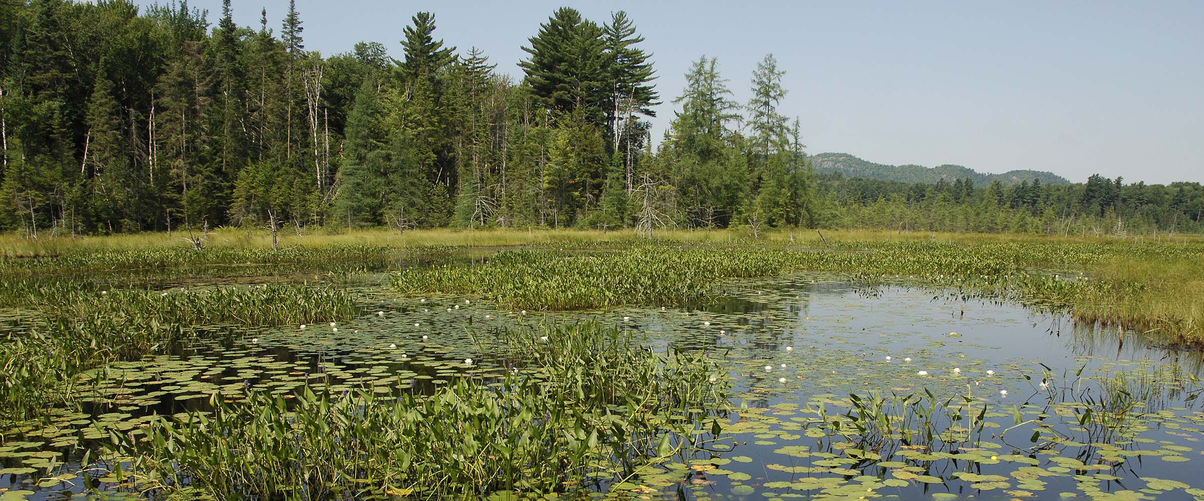 Vote YES for the NYS Environmental Bond Act WCS