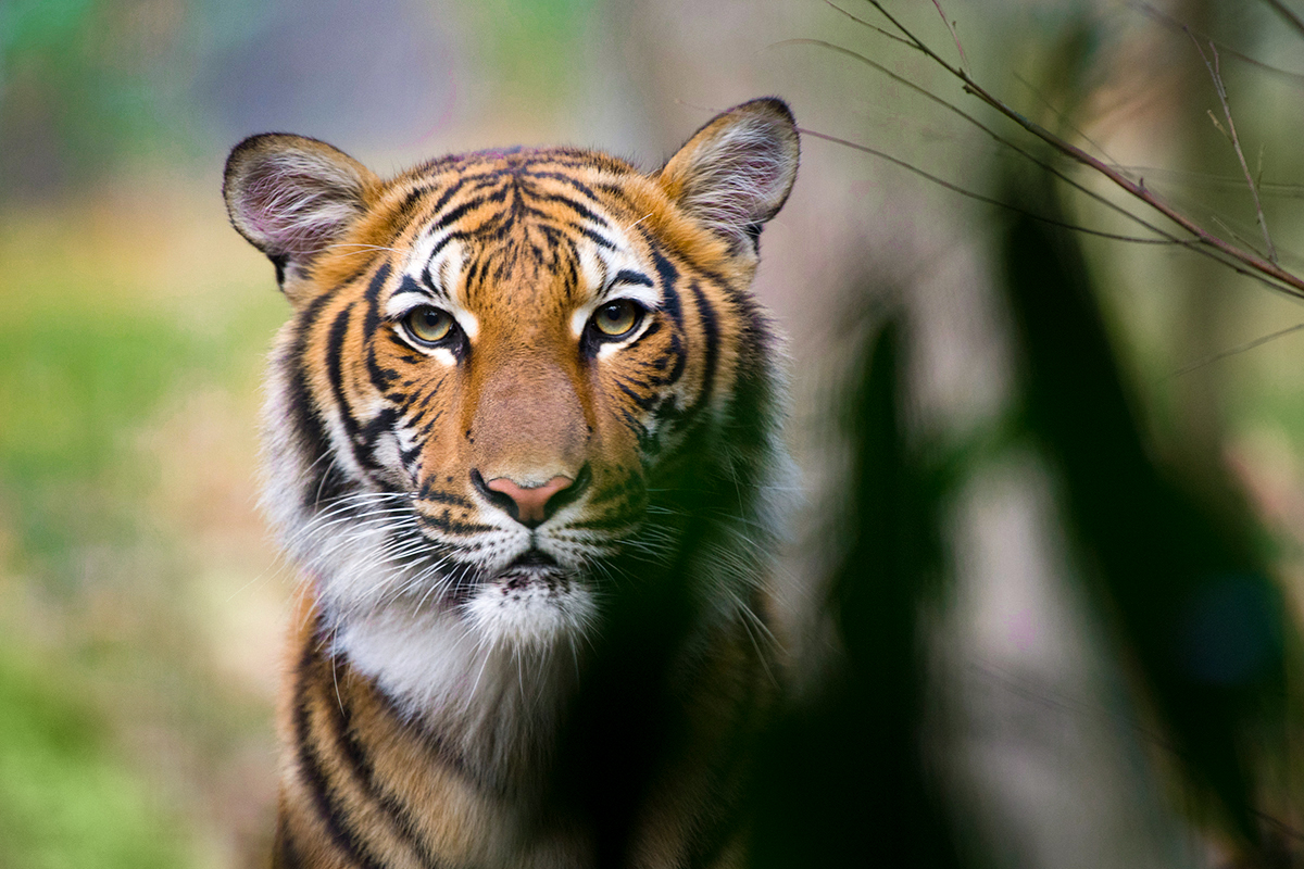 Say No to Cuts that will Harm Tigers, Elephants, Rhinos, and More | WCS