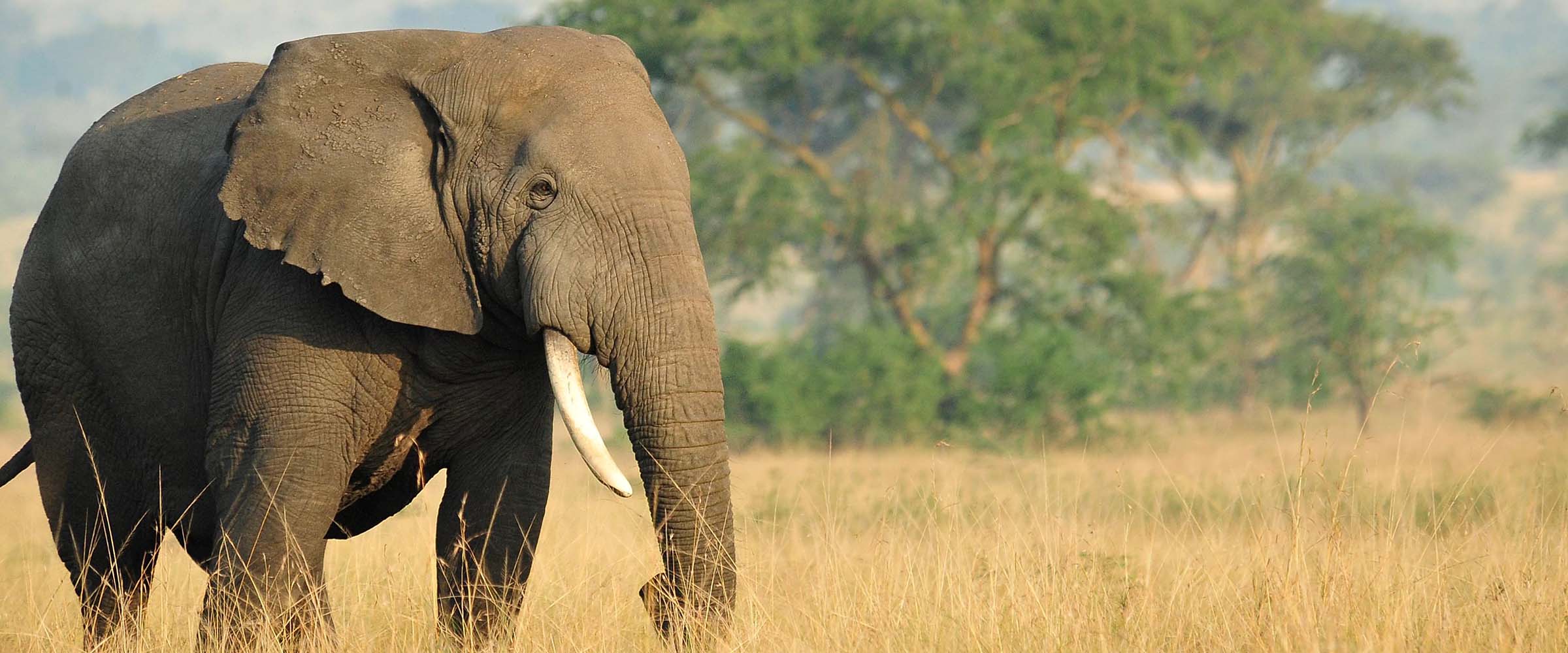 The future of the wild world is at stake. WCS