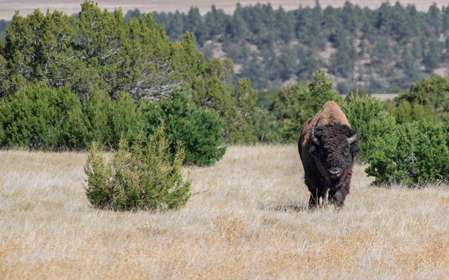 Keep the World Wild WCS