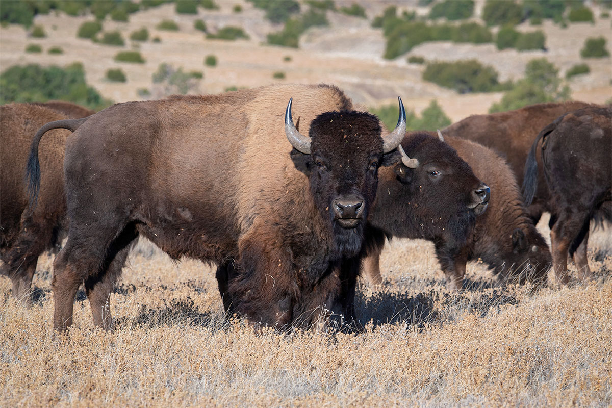 Speak Out: Restore the American bison | WCS